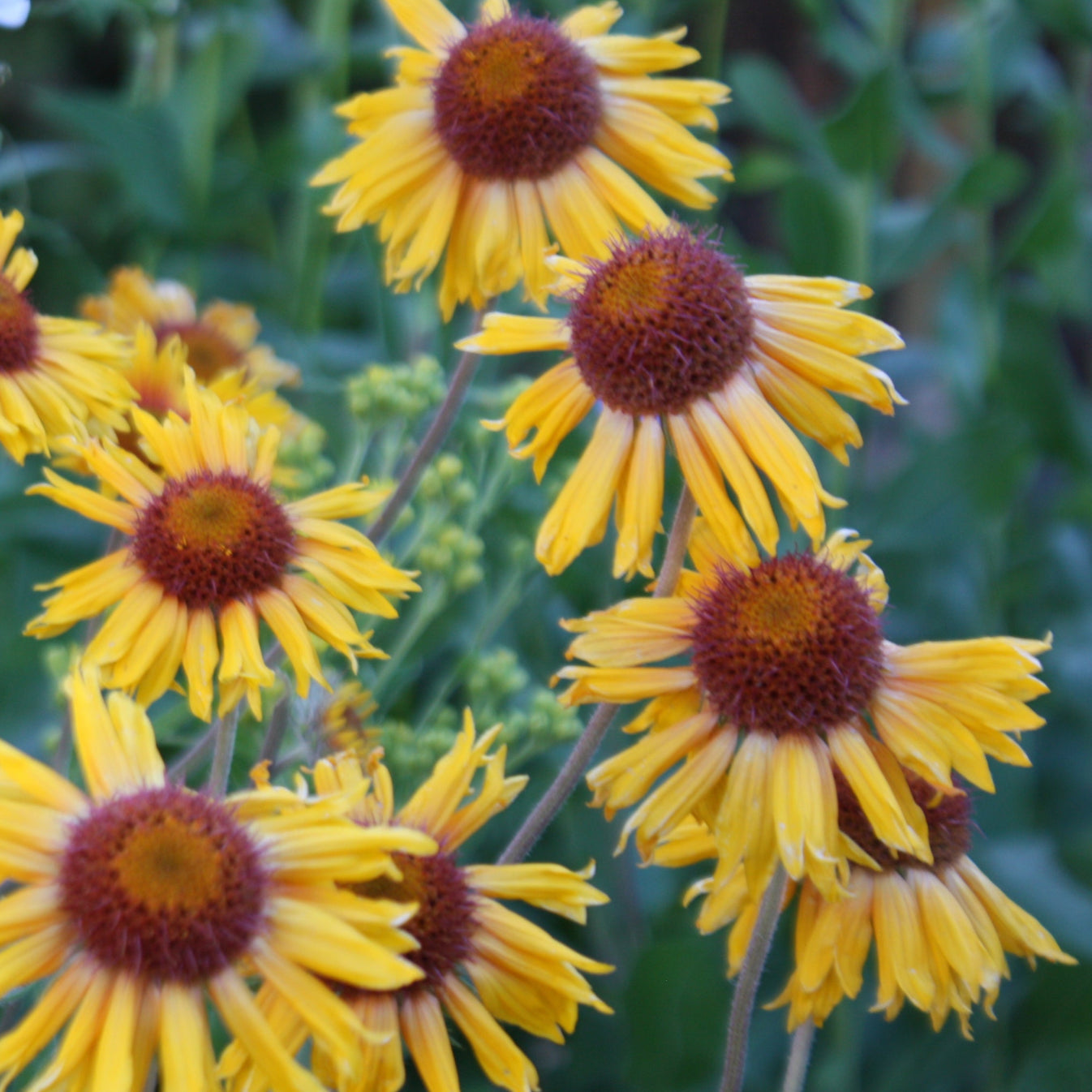 Buy gaillardia seeds grow native wildflowers in your prairie garden ...