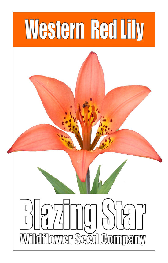 Western Red Lily – Blazing Star Wildflower Seed Company