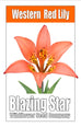 Western Red Lily – Blazing Star Wildflower Seed Company
