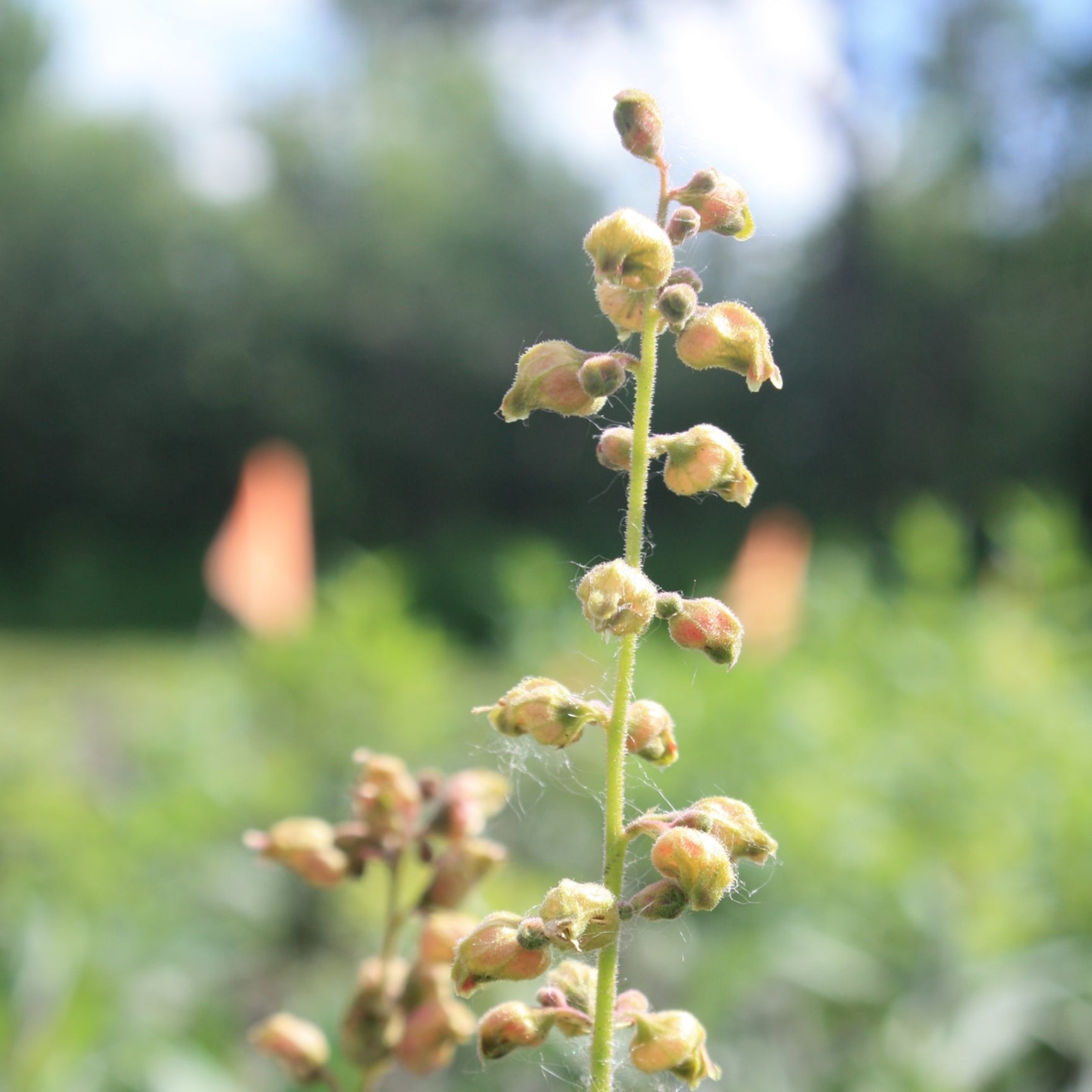 Grow Prairie Wildflowers – Blazing Star Wildflower Seed Company