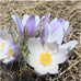 Buy prairie crocus seeds and grow wildflowers in your prairie garden ...