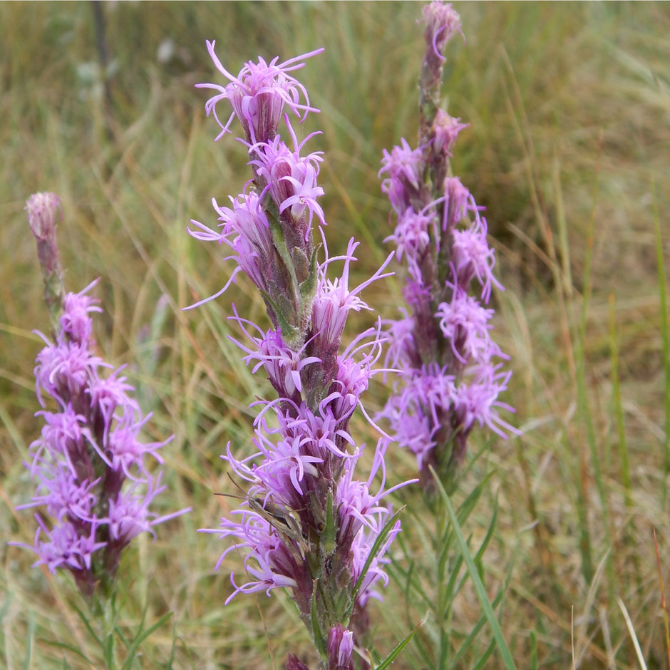 Prairie Wildflower Seeds – Blazing Star Wildflower Seed Company