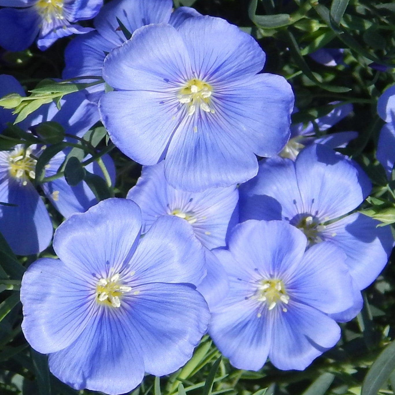 Buy wild blue flax seeds and grow wildflowers in your prairie garden ...