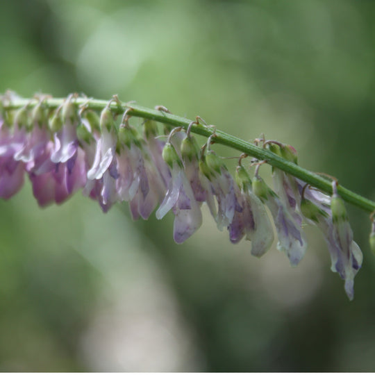Hedysarum – Blazing Star Wildflower Seed Company