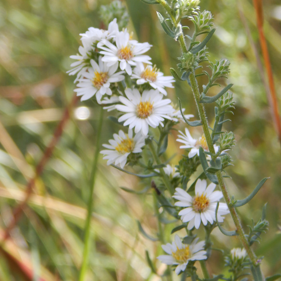 Many Flowered Aster – Blazing Star Wildflower Seed Company