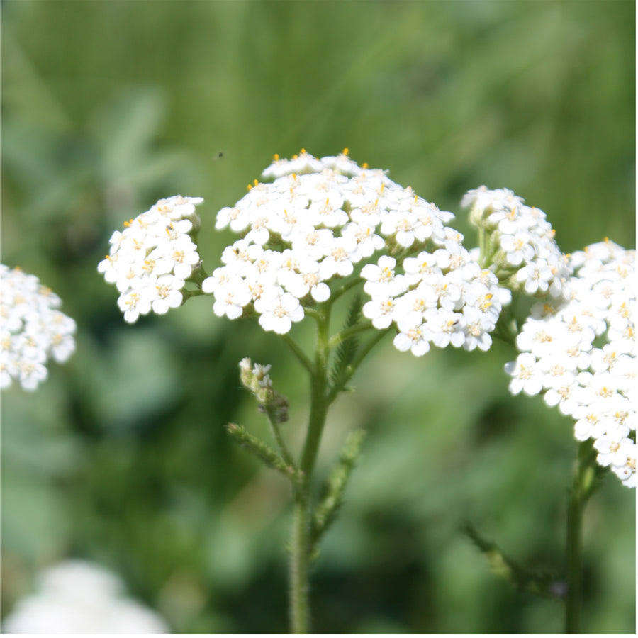 Buy yarrow seeds and grow native wildflowers in your prairie garden ...