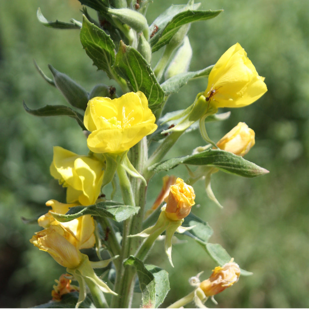 Buy yellow evening primrose seeds and grow wildflowers in your prairie ...
