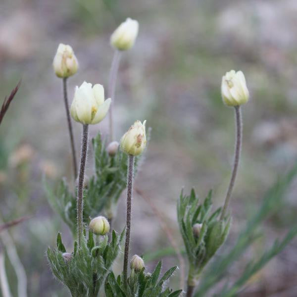 Buy cut-leaved anemone seeds to grow wildflowers in your prairie garden ...