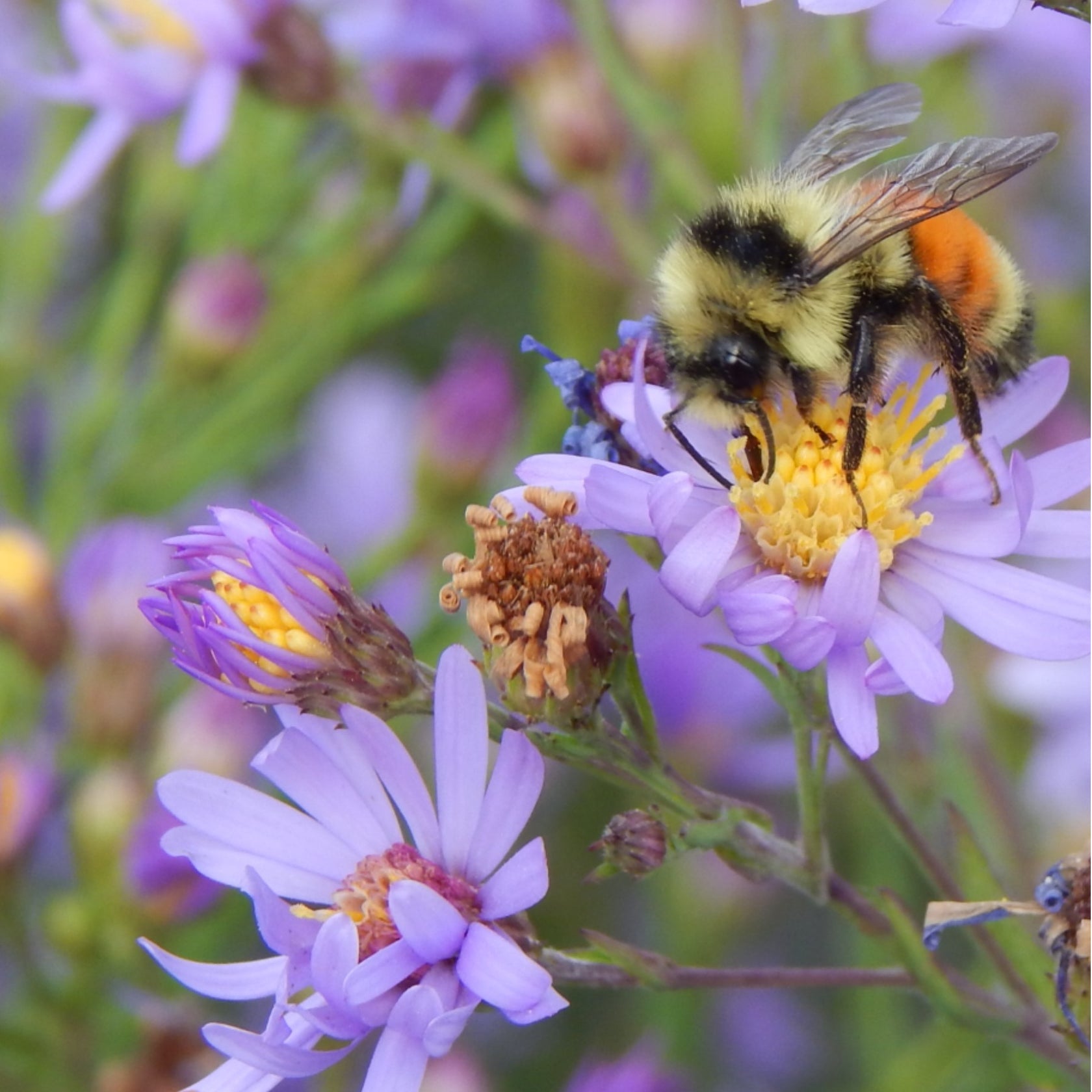 Bees n Butterfly Mix – Blazing Star Wildflower Seed Company