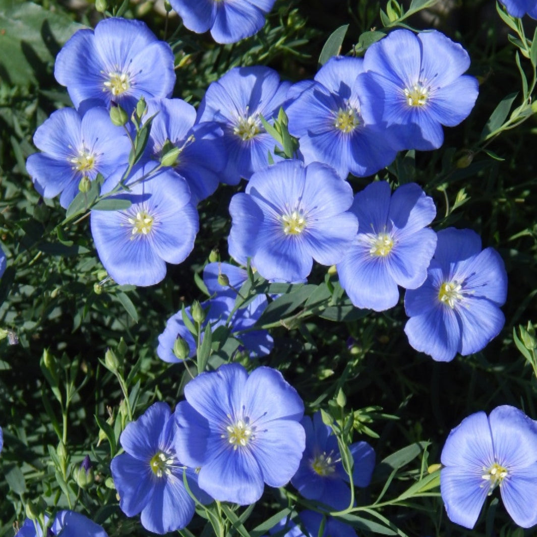 Buy wild blue flax seeds and grow wildflowers in your prairie garden ...