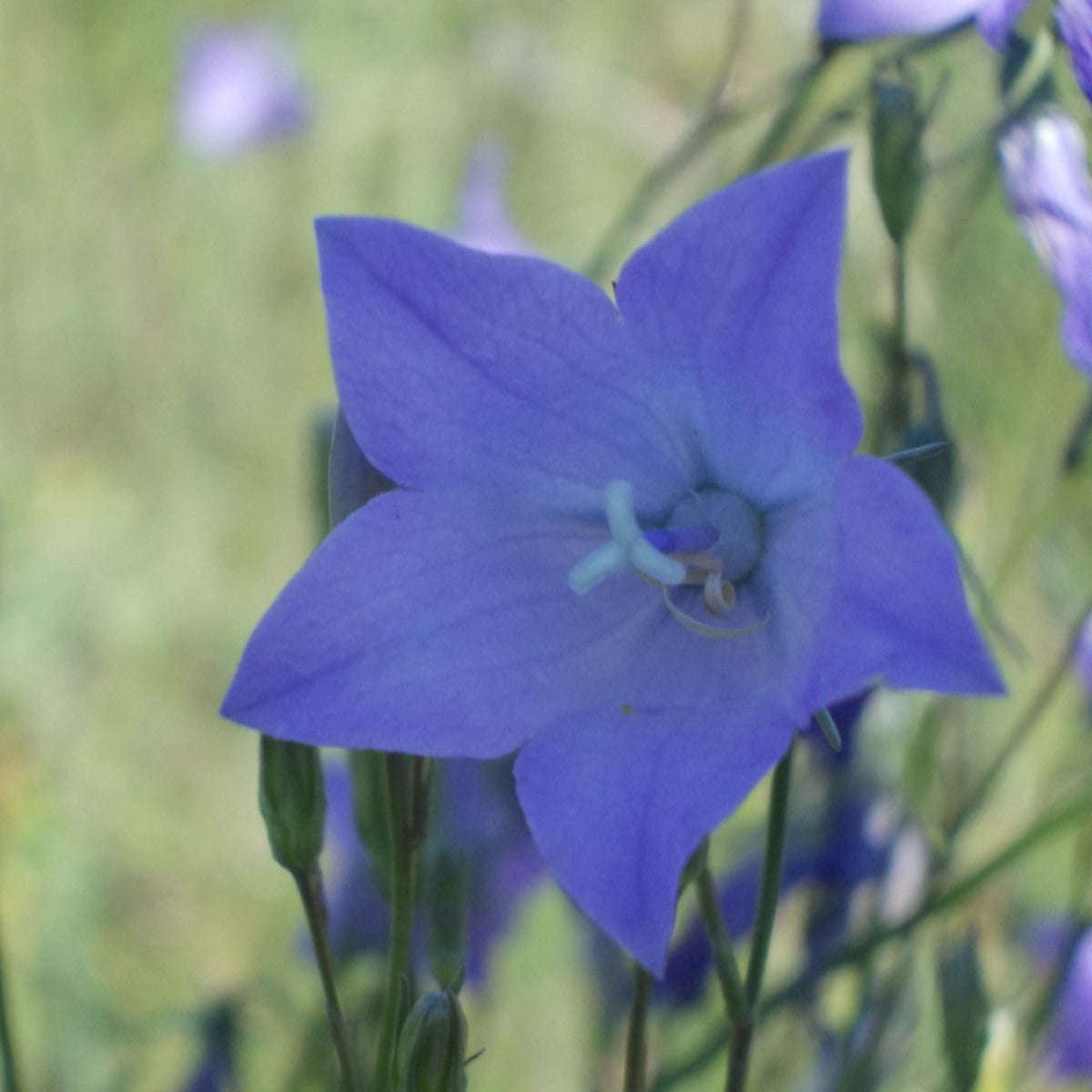 Harebell – Blazing Star Wildflower Seed Company