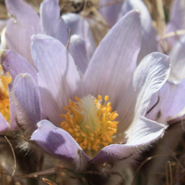 Buy prairie crocus seeds and grow wildflowers in your prairie garden ...