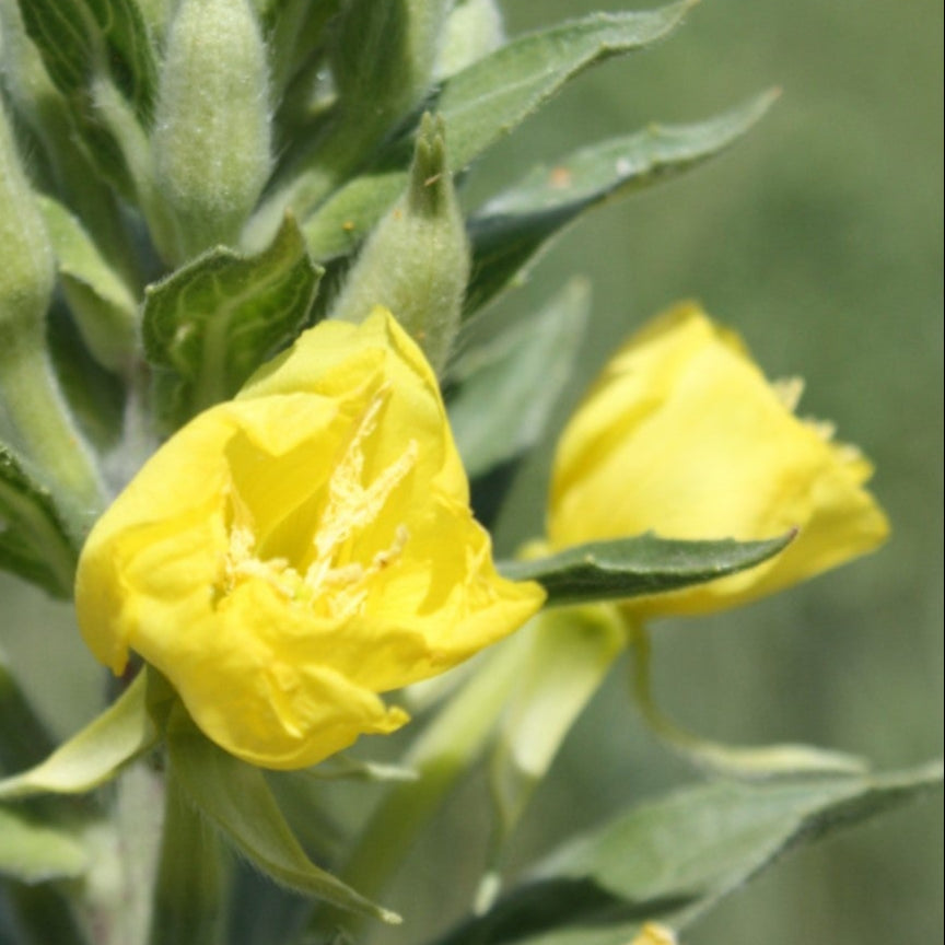 Buy yellow evening primrose seeds and grow wildflowers in your prairie ...