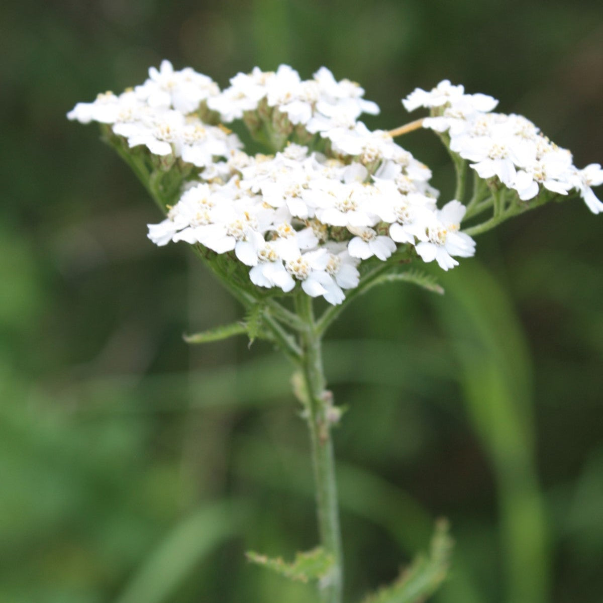 Buy yarrow seeds and grow native wildflowers in your prairie garden ...